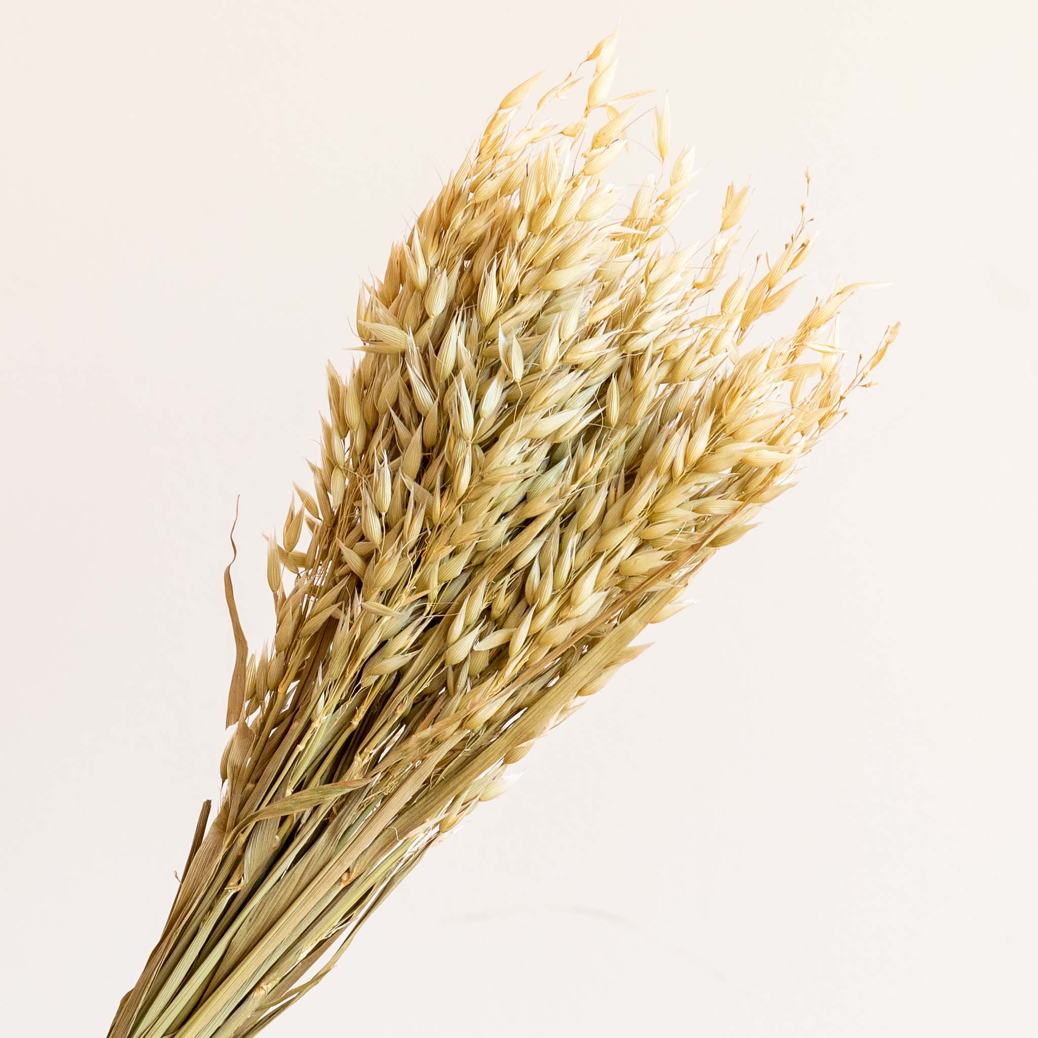 Dried Oat Bundle – The Emporium